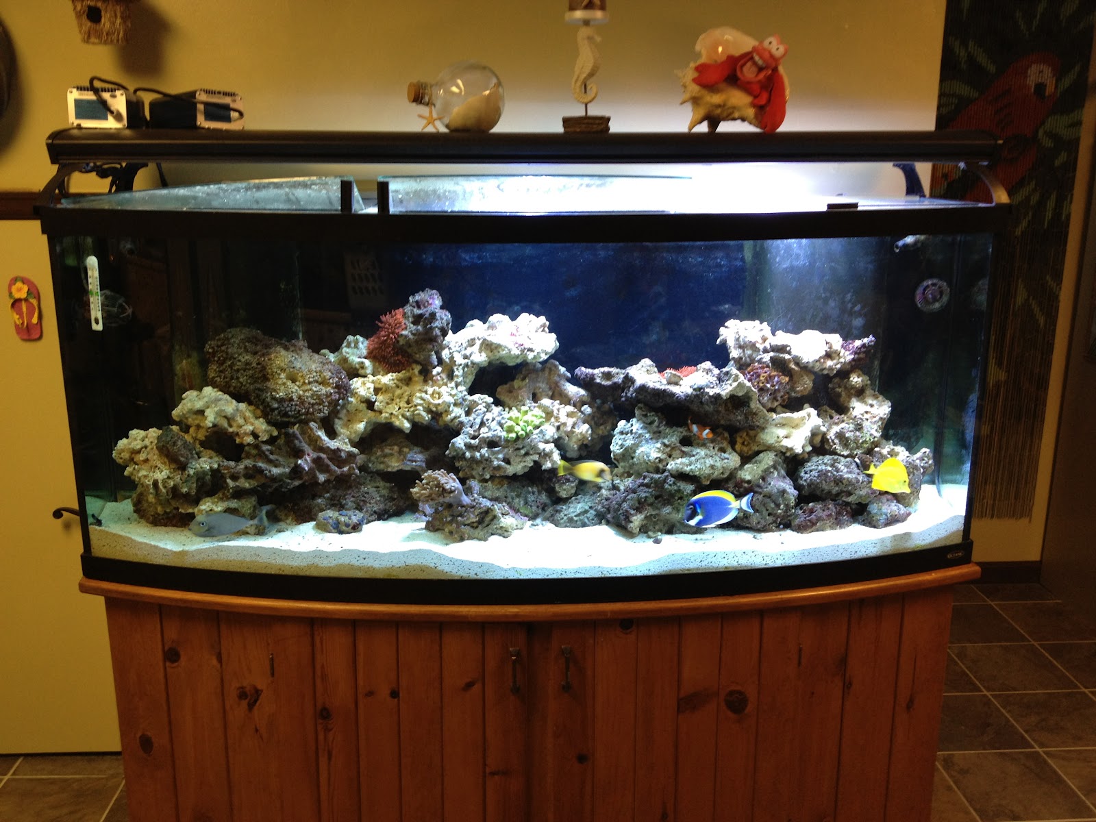 Steady Reefin's Saltwater Adventure: New Tank Setup